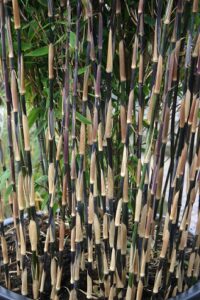 Bambus Udsalg | Bambusplanteskolen